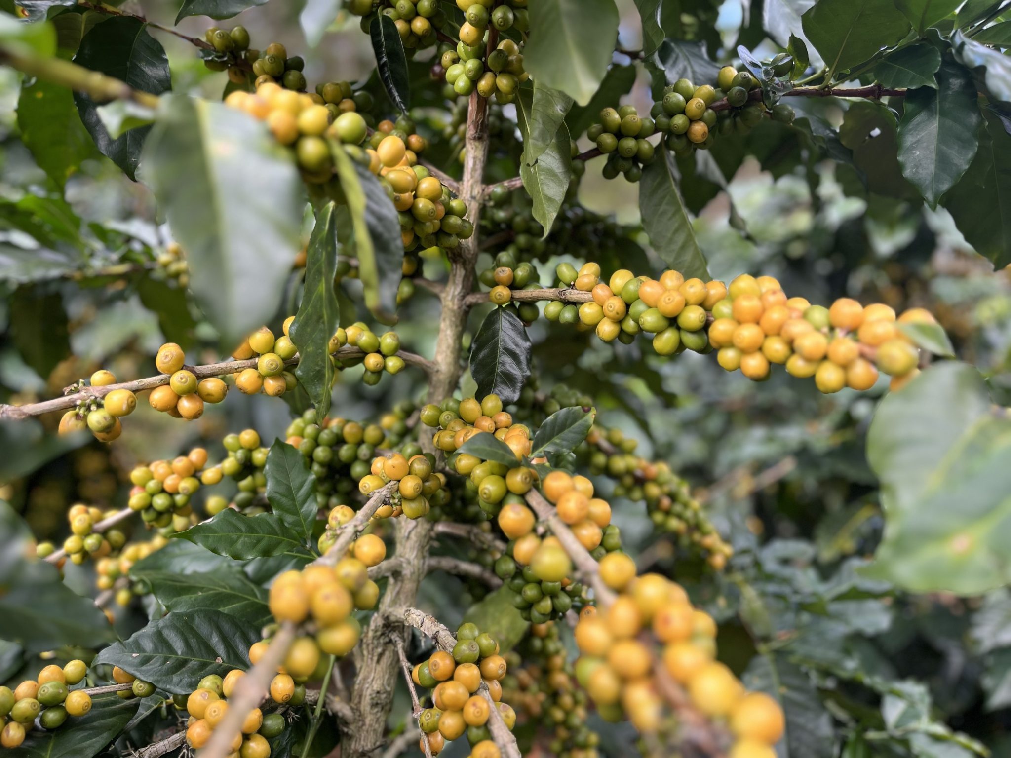 Arabica Coffee Varieties in Cau Dat, Dalat, Vietnam - Megawatt Coffee