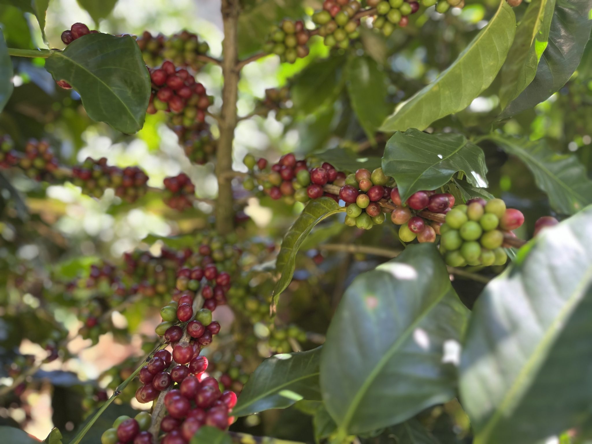 Arabica Coffee Varieties in Cau Dat, Dalat, Vietnam – Megawatt Coffee